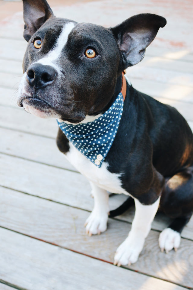 About the owner– J. Isabel Designs